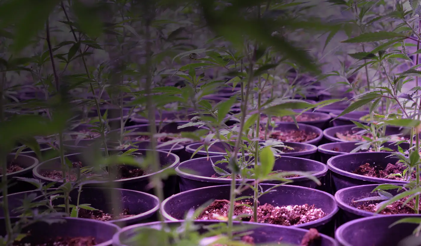 How Much Canopy Capacity Is Hiding In The Shadows? | Talking Joints Memo